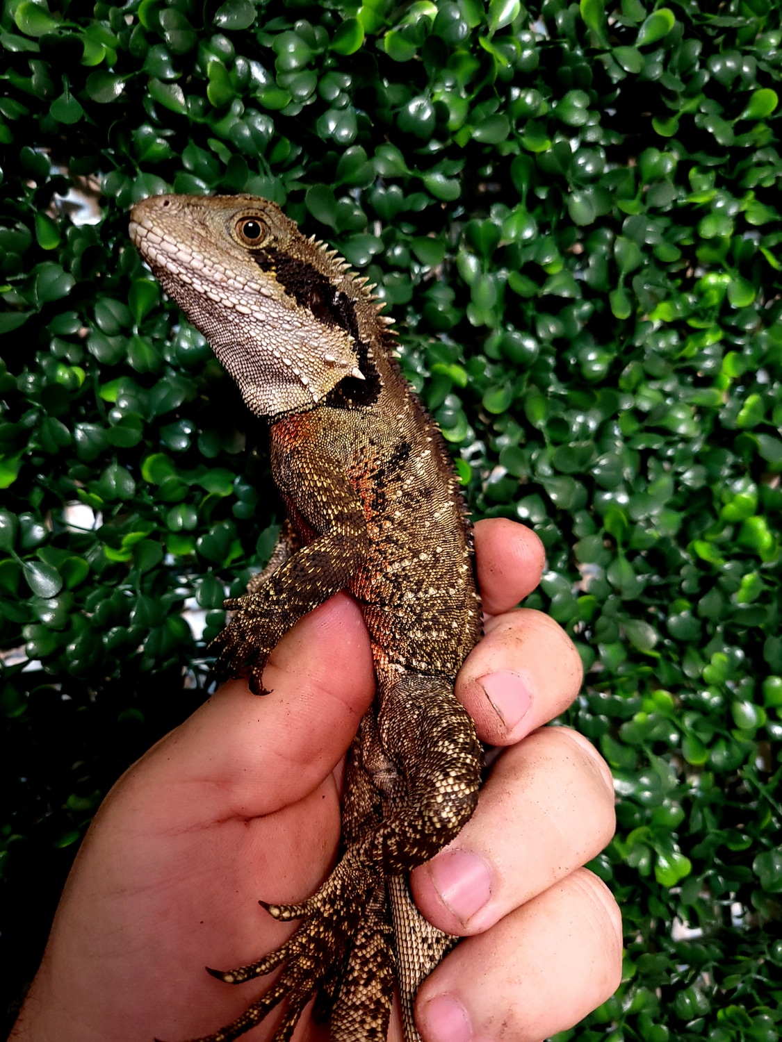 Australian Water Dragon Nipped Tail by See More Exotics LLC - MorphMarket
