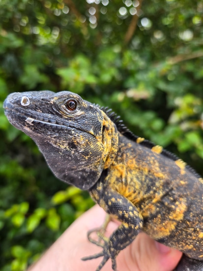 Banana Pectinata Male Central American Iguana by See More Exotics LLC