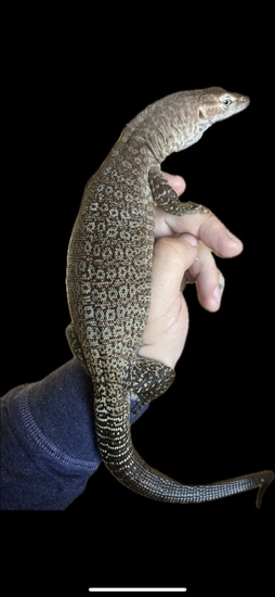 Varanus Tristis Other Monitor by Jersey shore varanids