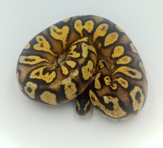 *Raffle* Pastel Calico Yb Or Gravel Ball Python by Aries Exotics