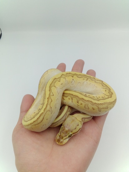 Lemonblast Lesser 100% Triple Het Candy/albino Clown Pied Ball Python ...