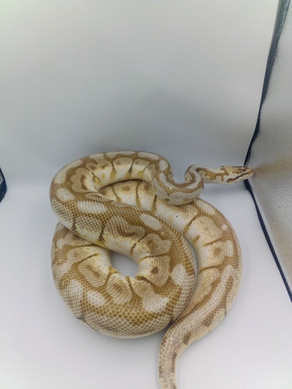 Queen Bee Ball Python by Aries Exotics