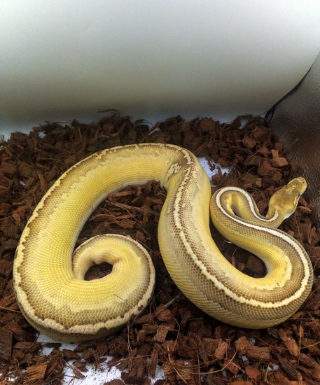 Black Pewter Lesser OD Bongo Ball Python by Aries Exotics