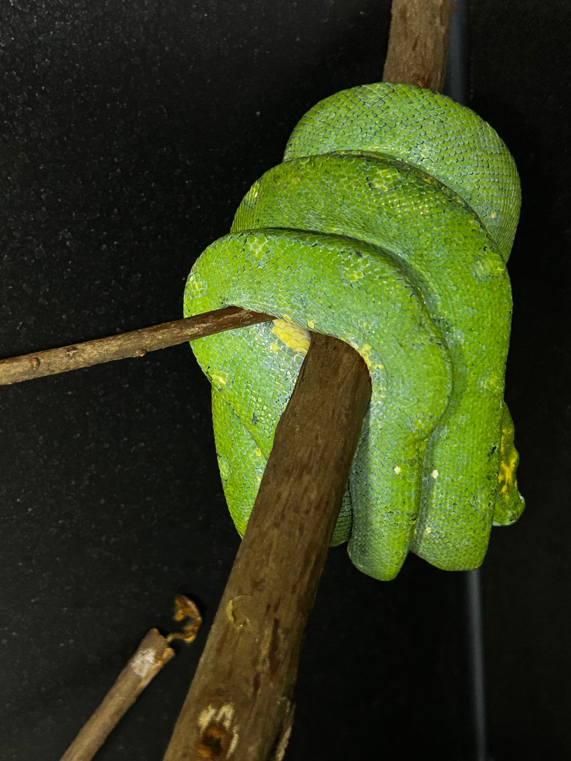 Biak/Lereh X Biak Green Tree Python by Country Boy Chondros - MorphMarket
