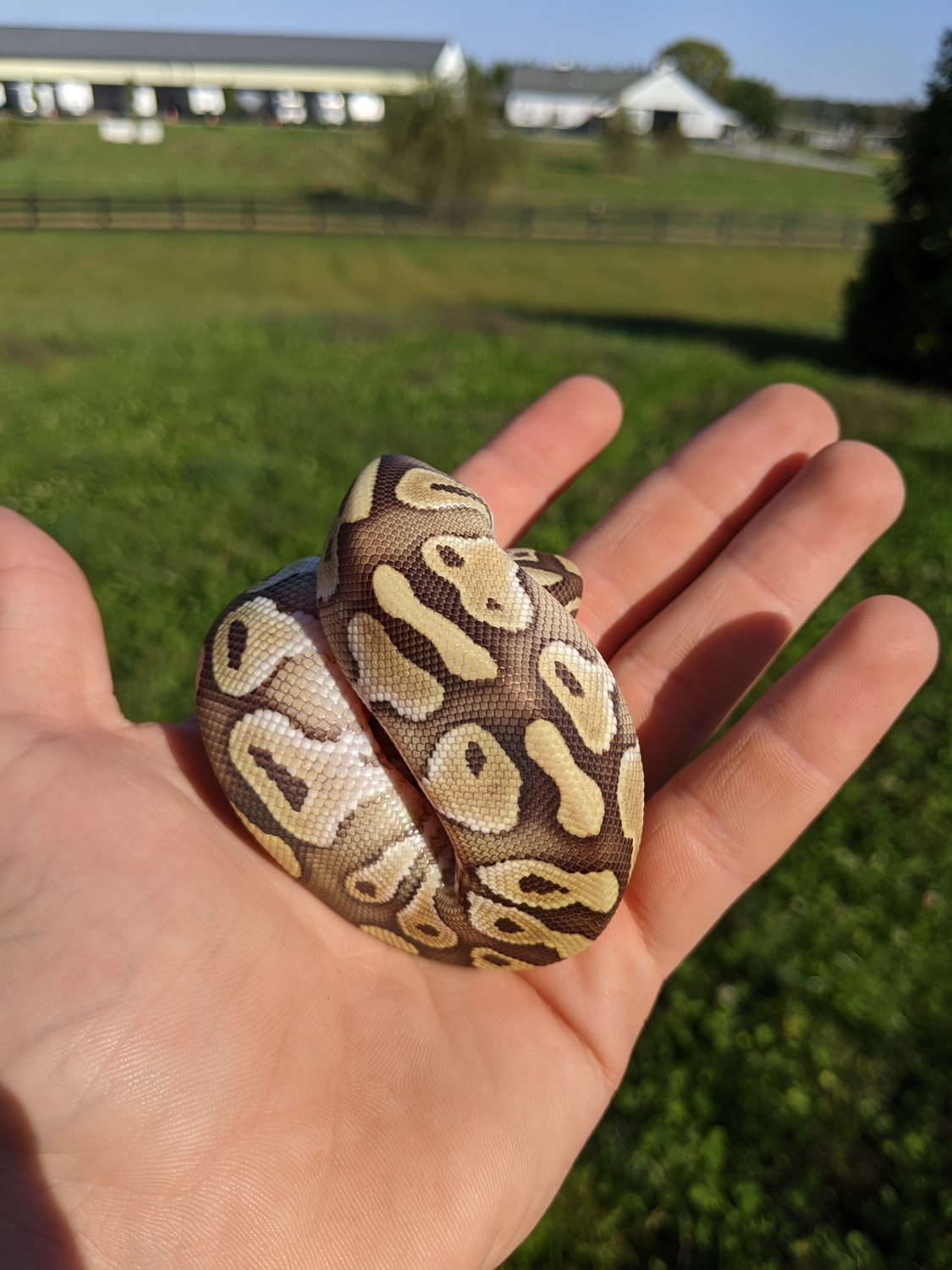 Lesser Het VPI Axanthic Ball Python by SeJaNi Reptiles - MorphMarket