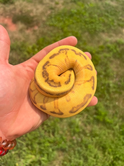 Pastel 66% Het G-Stripe PH Hypo PH Rainbow Ball Python by SeJaNi Reptiles