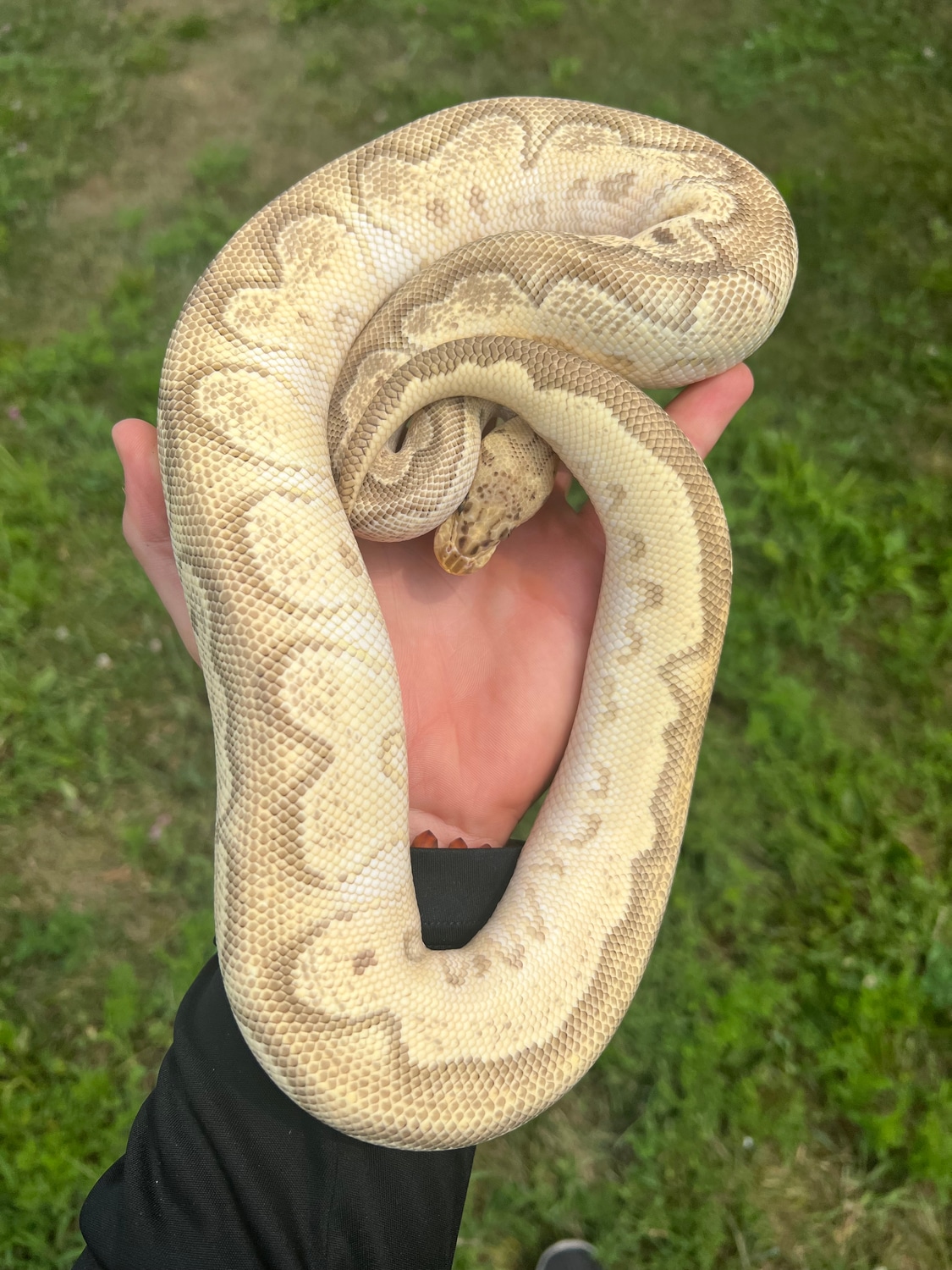 OD Pastel Mojave Clown 50% PH Pied Ball Python by SeJaNi Reptiles ...