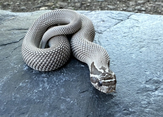 ‘24 Male Axanthic Superconda Het Snow Western Hognose by Select Snakes, LLC