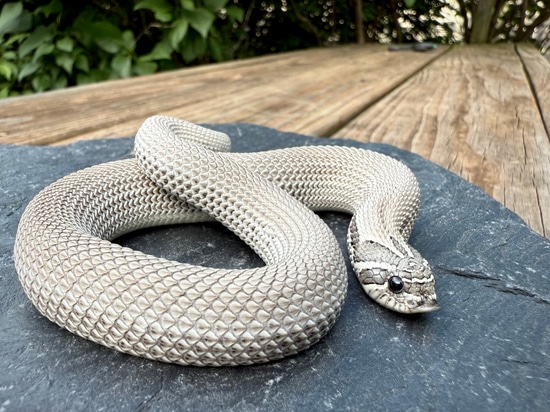‘24 Female Axanthic Superconda (Het Albino; Pos. Arctic) Western ...