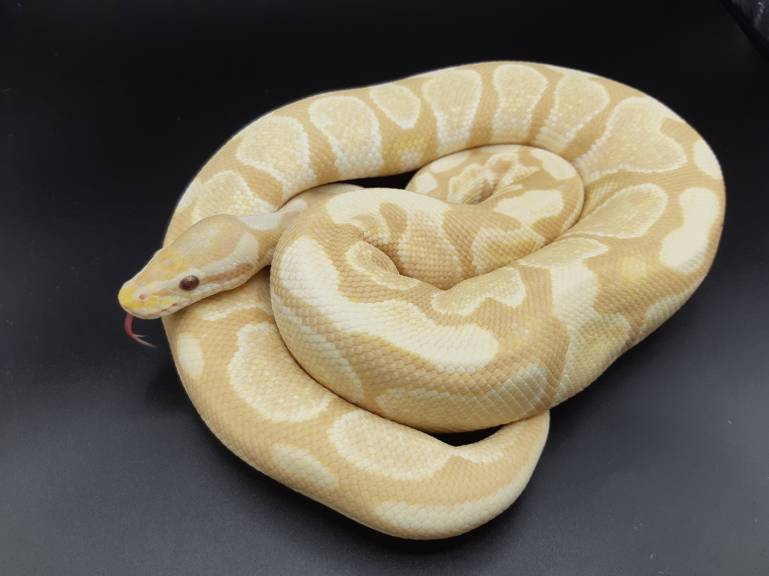 50% OFF SALE - PB Toffee Ball Python by Selectively Bred Serpents ...