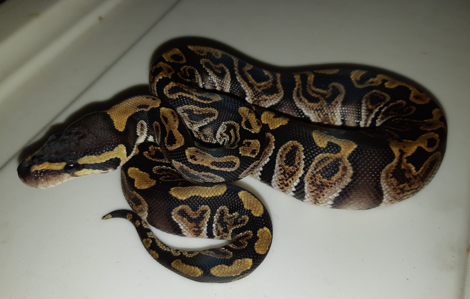 50% OFF SALE - GHI Het-Cryptic/Clown Ball Python by Selectively Bred ...