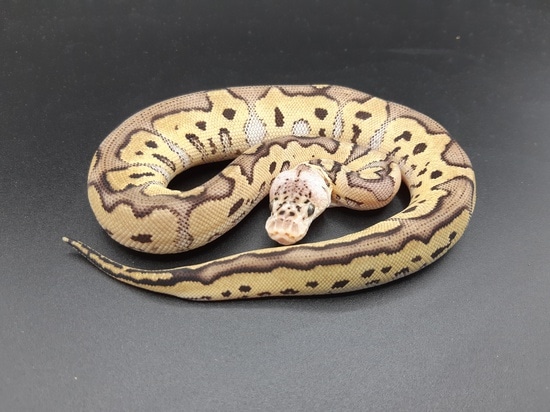 50% OFF SALE - Pastel Clown Ball Python by Selectively Bred Serpents