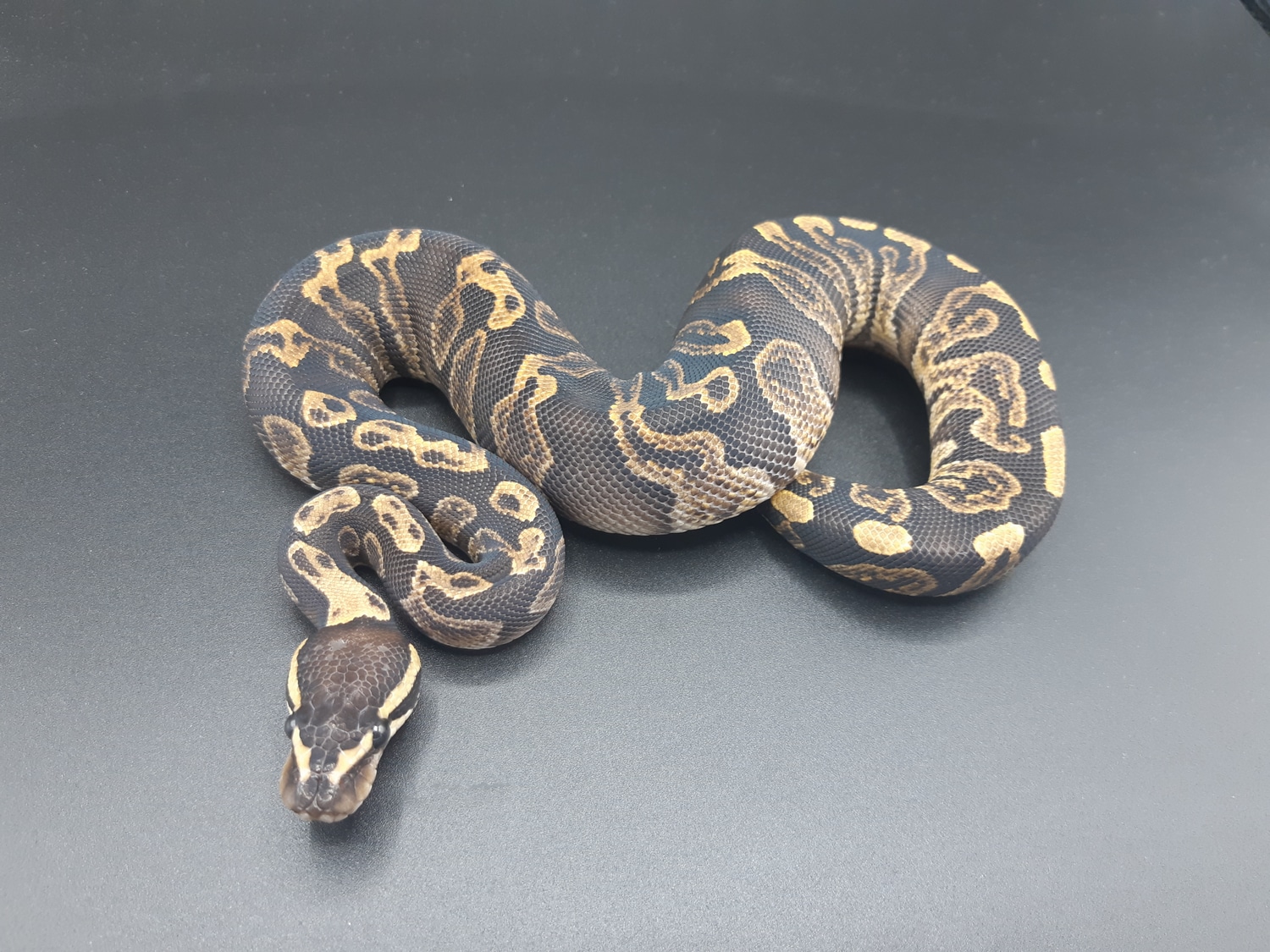 GHI Double-Het Hypo Cryptic Or Clown Ball Python by Selectively Bred ...
