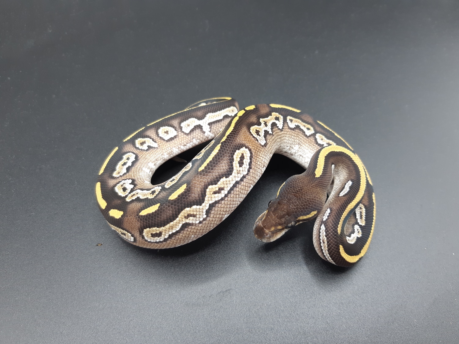 Black Head Mojave Ball Python by Selectively Bred Serpents - MorphMarket