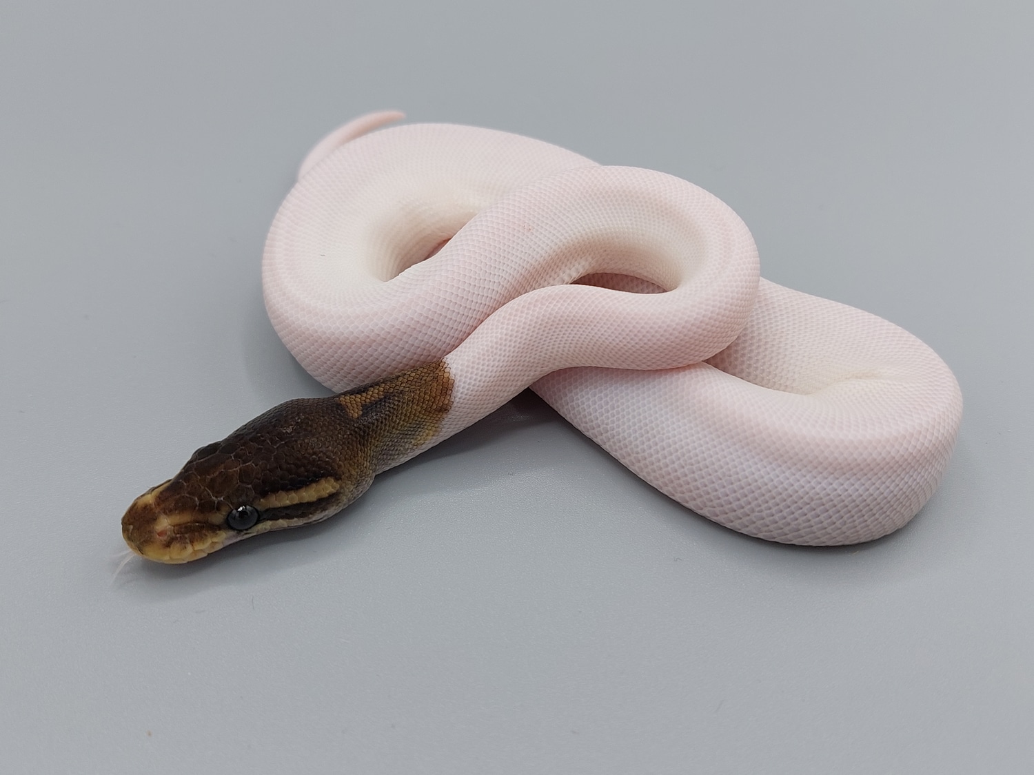 Piebald Cinnamon Ball Python by Selectively Bred Serpents - MorphMarket
