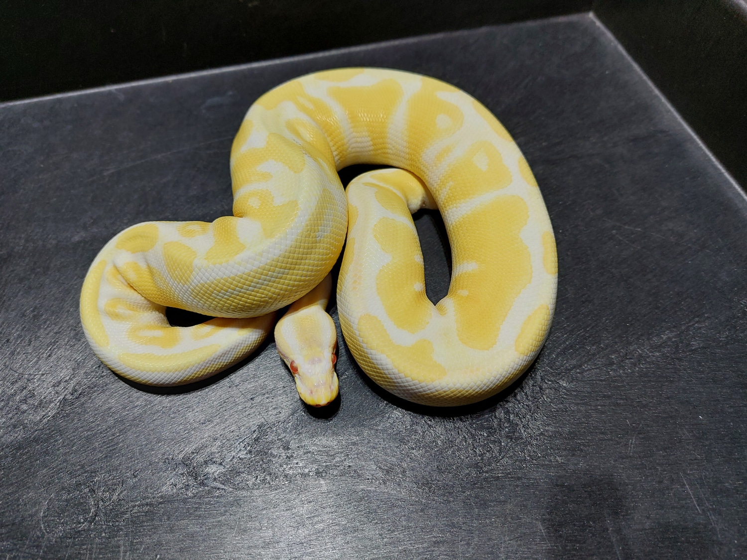 Albino Het-VPI Axanthic Ball Python by Selectively Bred Serpents ...