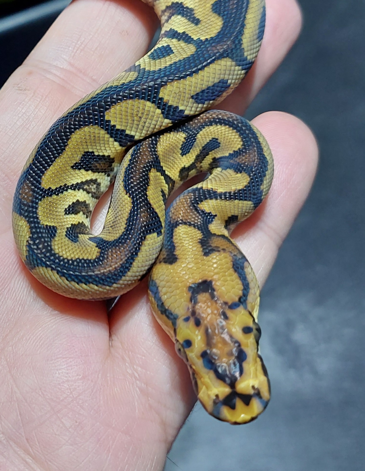 Spotnose Clown Ball Python by Selectively Bred Serpents - MorphMarket
