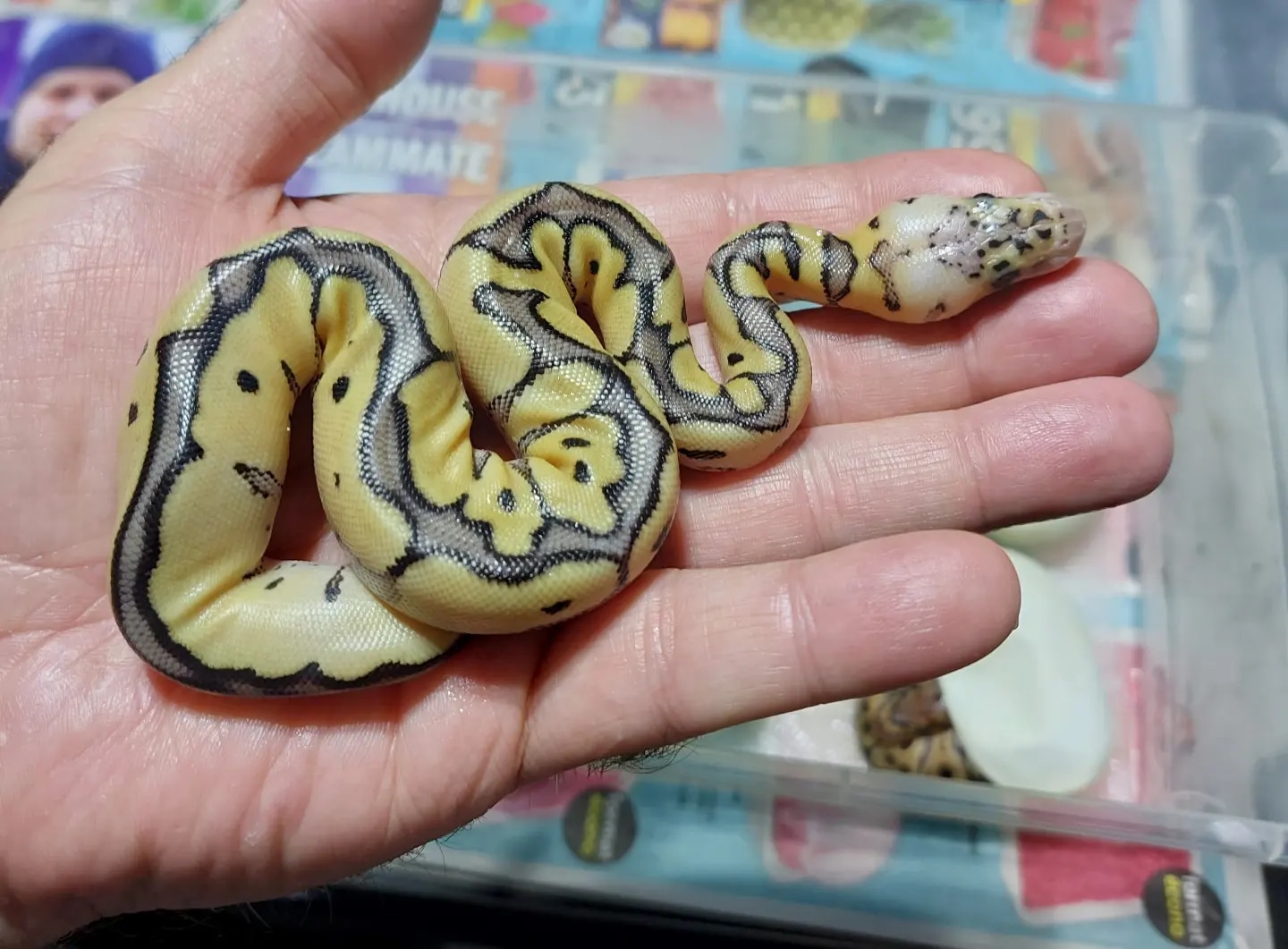 Pastel Clown Ball Python by Selectively Bred Serpents - MorphMarket