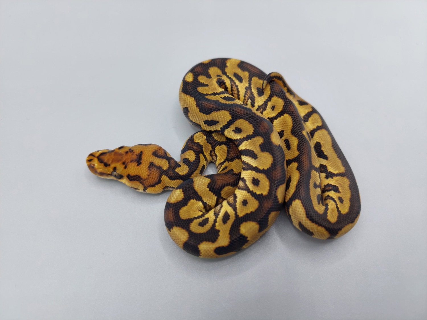 Spotnose Clown Ball Python by Selectively Bred Serpents - MorphMarket
