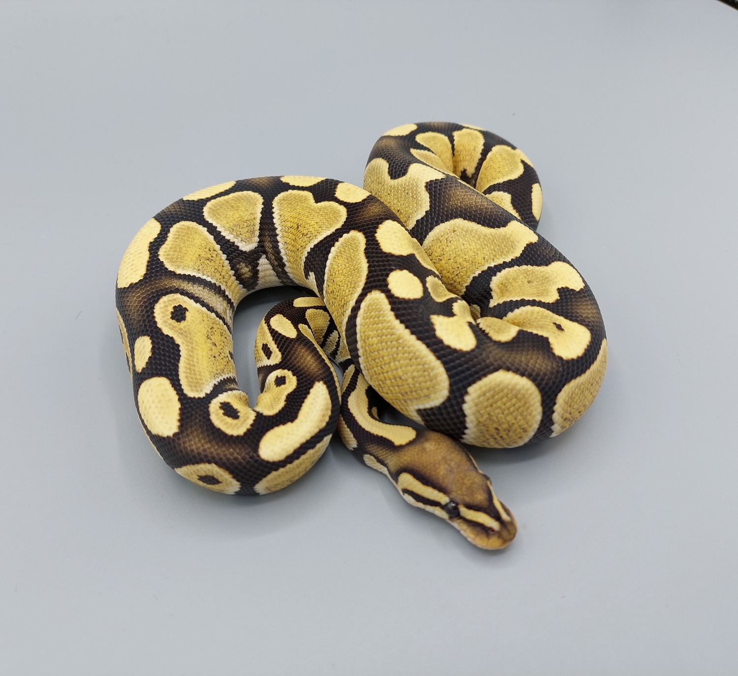 Desert Ghost Ball Python by Selectively Bred Serpents - MorphMarket