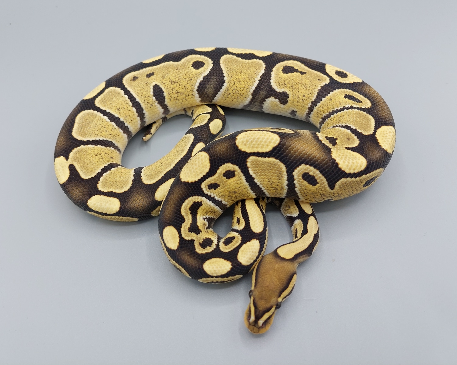 Enhancer 50% Het-Genetic Stripe Ball Python by Selectively Bred ...