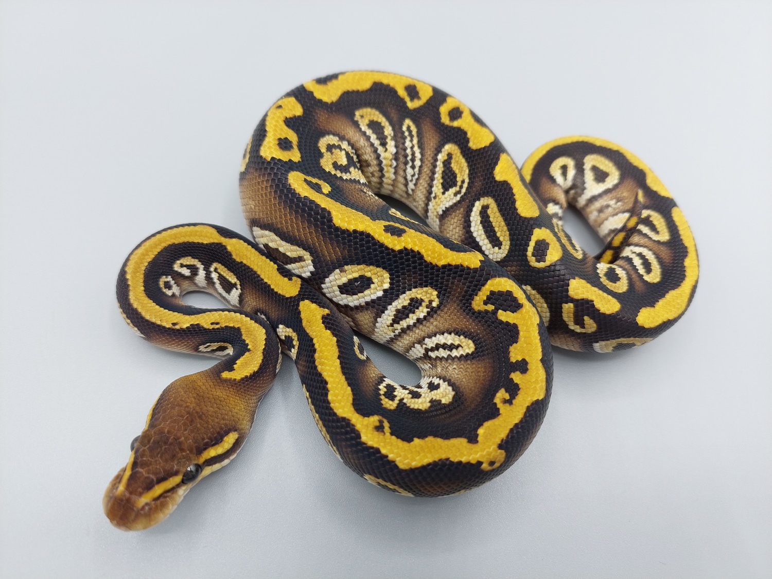 Cypress Mystik Het-Clown Ball Python by Selectively Bred Serpents ...