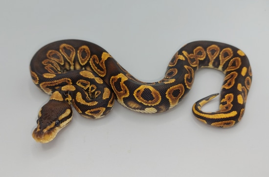 Black Pastel YB Het-Clown Ball Python by Selectively Bred Serpents