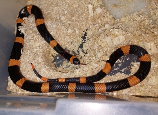 Deep Orange Halloween Pueblan Pair. Pueblan Milk Snake by Selectively ...