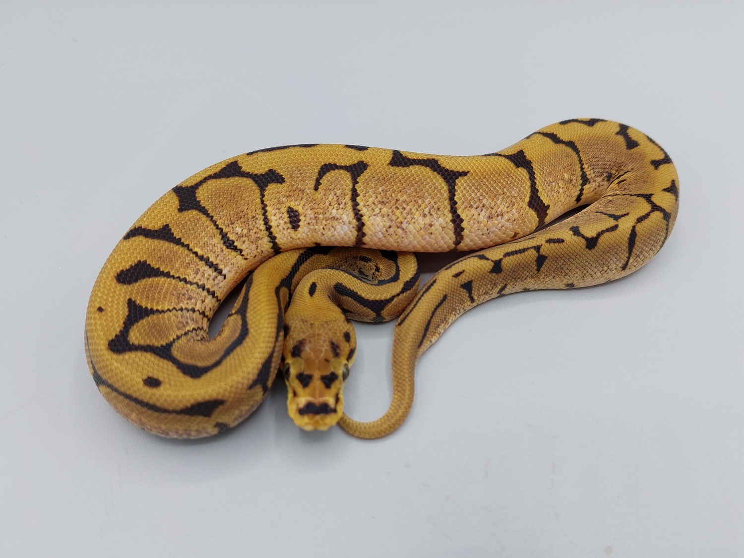 Acid Spider Het-Clown 50% Het-Enhancer Ball Python by Selectively Bred ...