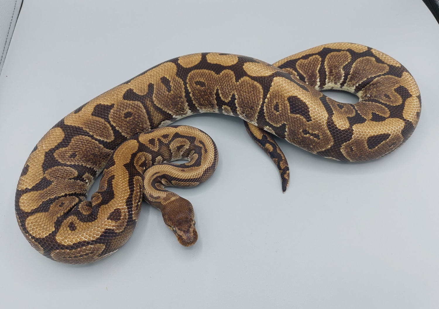 Hidden Gene Woma Het-Hypo Ball Python by Selectively Bred Serpents ...