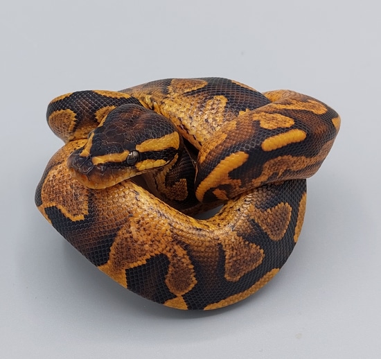 NR Mandarin YB Sugar Het-Hypo Ball Python by Selectively Bred Serpents
