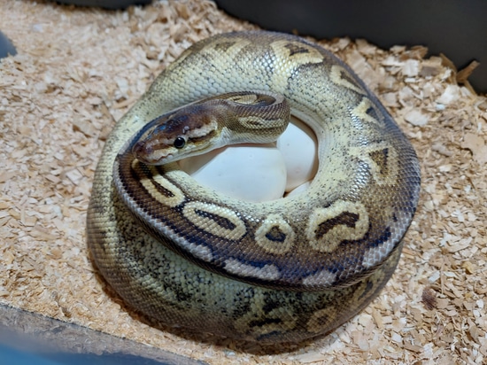 Cinnamon Pewter Het-Clown Ball Python by Selectively Bred Serpents