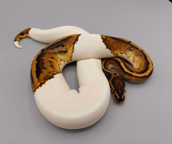 Leopard Piebald 66% Het-Clown 🇨🇦 Ball Python by Selectively Bred Serpents