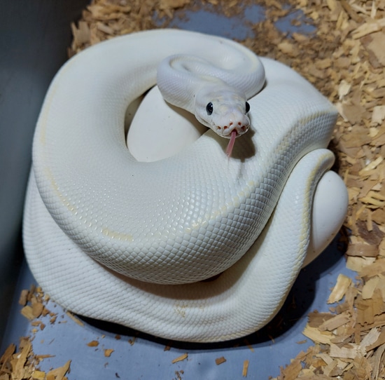 Ivory Ball Python by Selectively Bred Serpents
