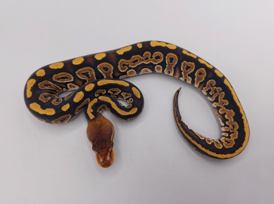 Copper 66% Het-Piebald Ball Python by Selectively Bred Serpents