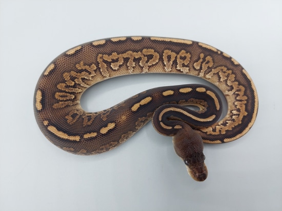 Copper Cinnamon 66% Het Piebald Ball Python by Selectively Bred Serpents