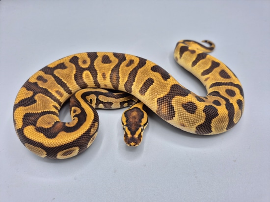 Asphalt/Yellow Belly Enchi Leopard 50% Het-Clown Ball Python by ...