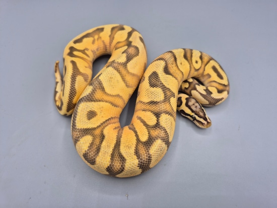 Pair Of Freeway/Super Asphalt Hypo Ball Python by Selectively Bred Serpents