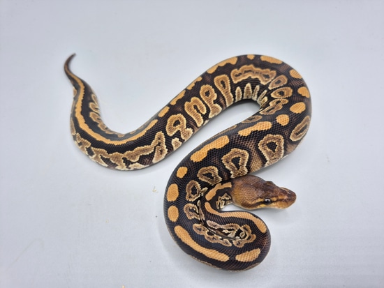 Trio Super Copper (Suco) Piebald Ball Python by Selectively Bred Serpents