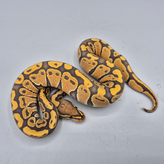 NR Mandarin Hypo (OG) Ball Python by Selectively Bred Serpents