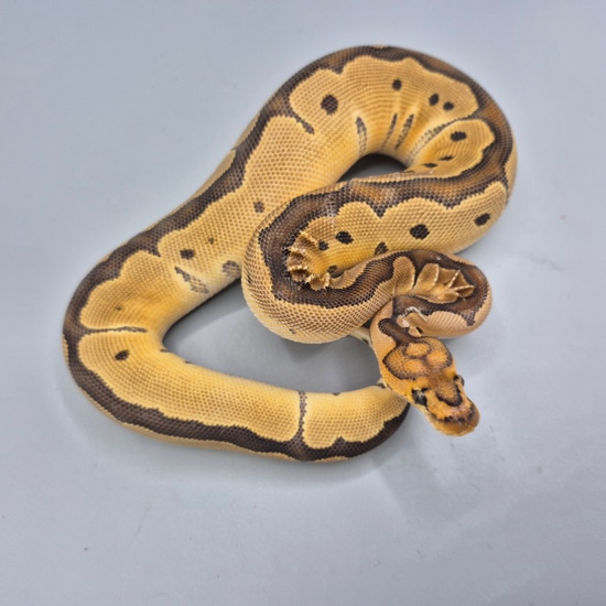 Clown Blade Dinker Ball Python by Selectively Bred Serpents