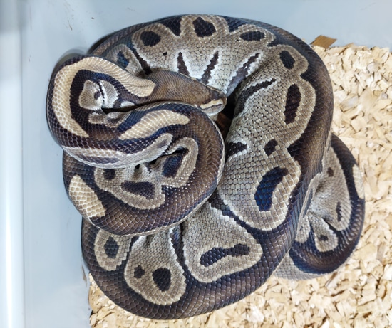 GIANT Het-Clown Ball Python by Selectively Bred Serpents