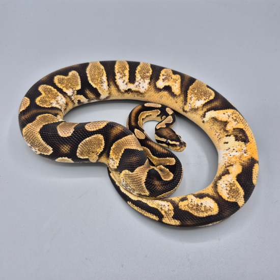 HI OD YB Calico Het Enhancer Ball Python by Selectively Bred Serpents