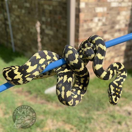 Diamond Ivory Jungle Other Carpet Python by Selective Scales