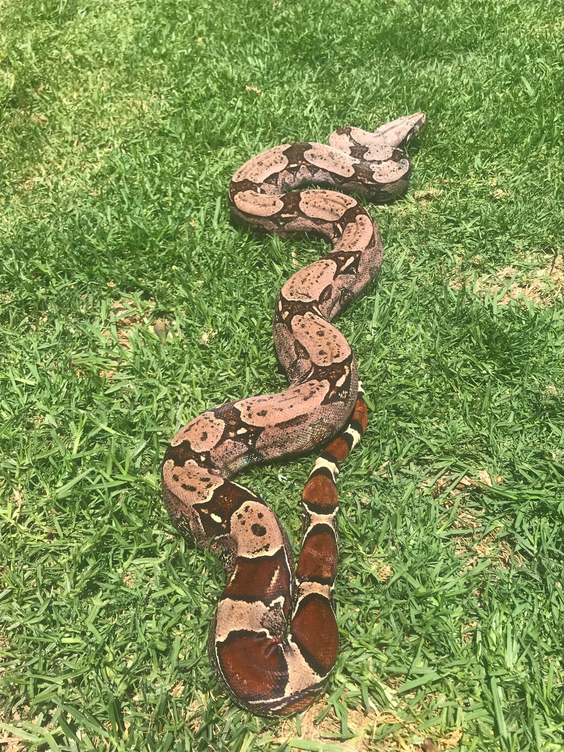 Red Tail Boa True Red-tailed Boa Constrictor by JM_Reptiles - MorphMarket