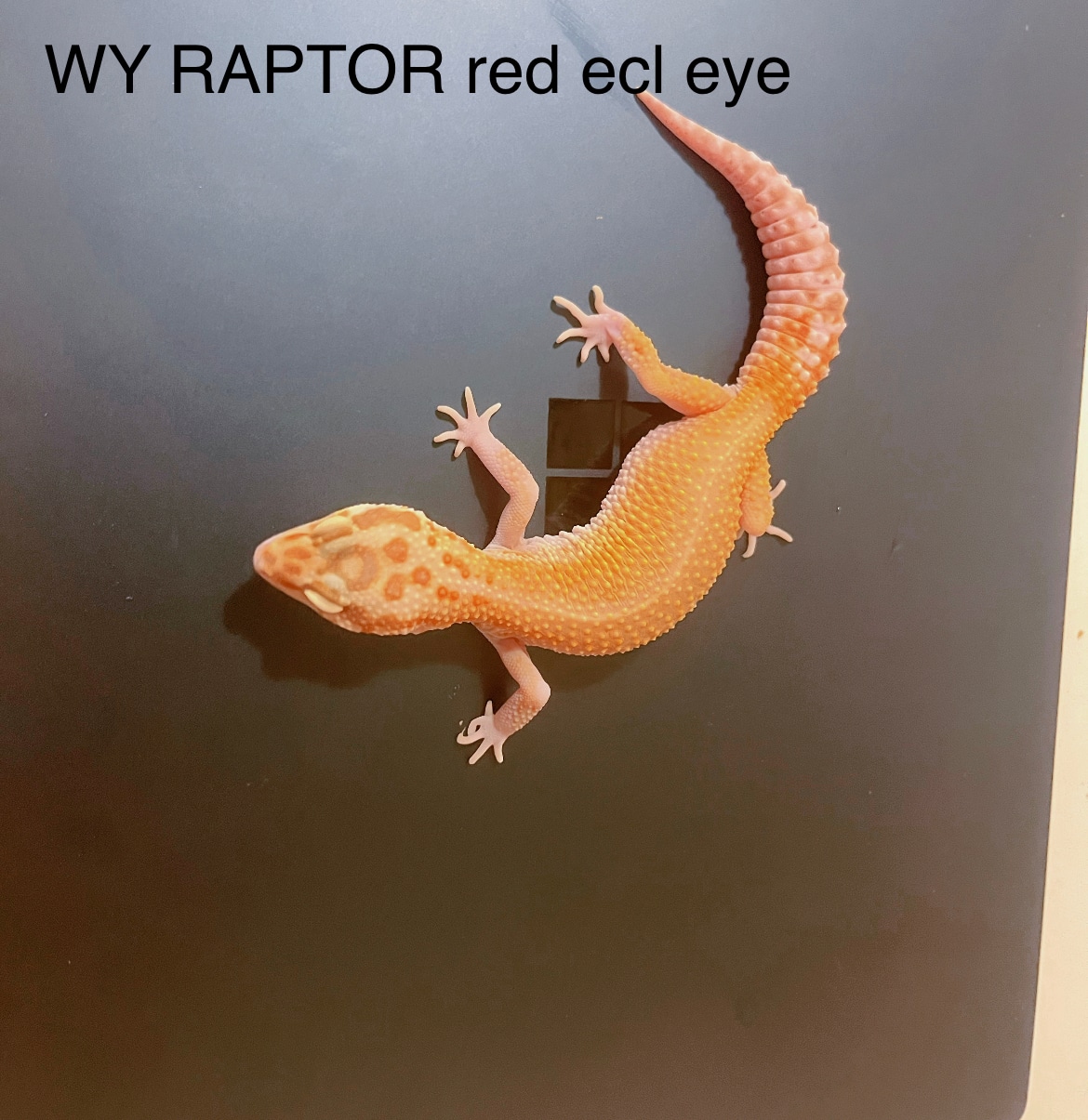 30% Off- WY RAPTOR Red Eye Eclipse Leopard Gecko by Reptipedia ...