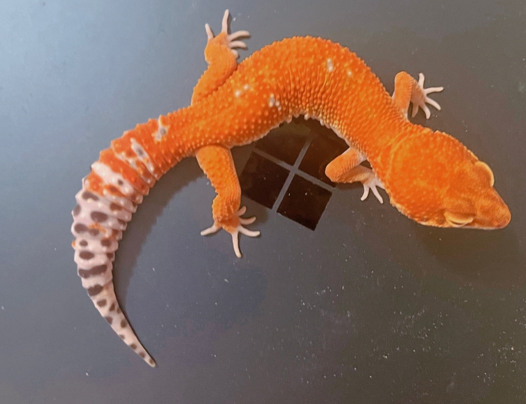 Atomic Electric Tang Leopard Gecko by Reptipedia - MorphMarket