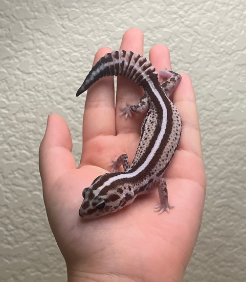 Oreo Patty 66% Het Ghost African Fat-Tailed Gecko by Reptipedia