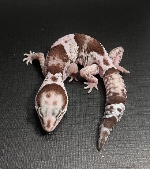 50% Off-oreo Pos WO 66 Het Patternless/ghost African Fat-Tailed Gecko ...