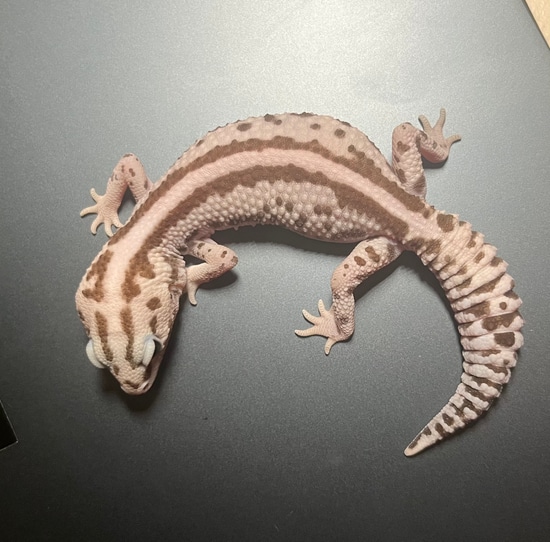 SALE-40%off WO Oreo Patternless 66% Het Ghost African Fat-Tailed Gecko ...